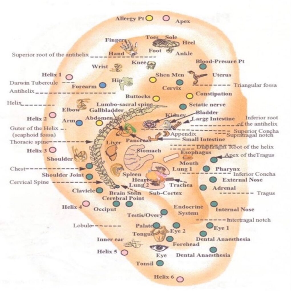 Ear Acupuncture (Auricular Acupuncture) – Elixir Acupuncture & Herbal ...